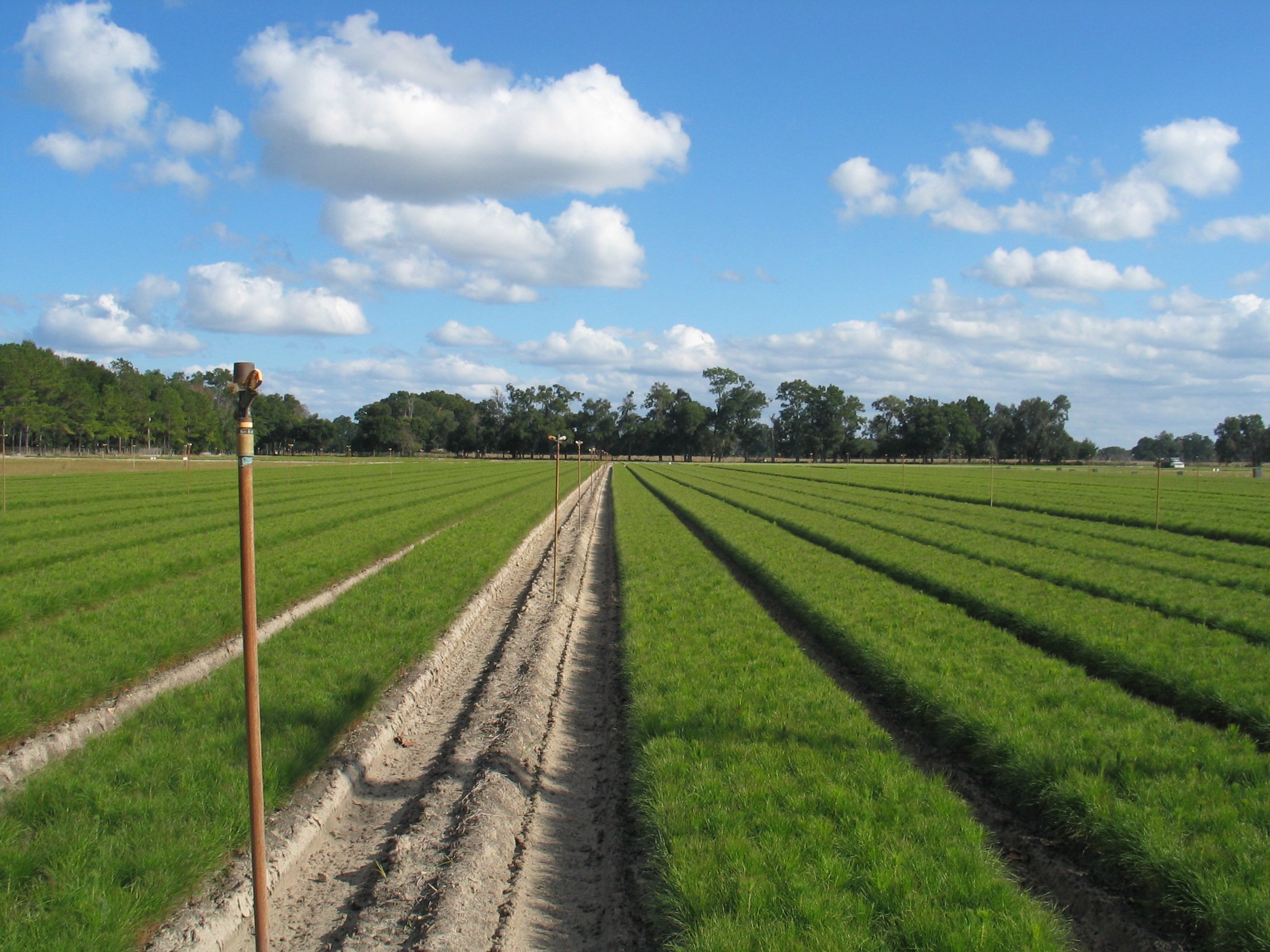 Home [ffsseedlingsales.fdacs.gov]